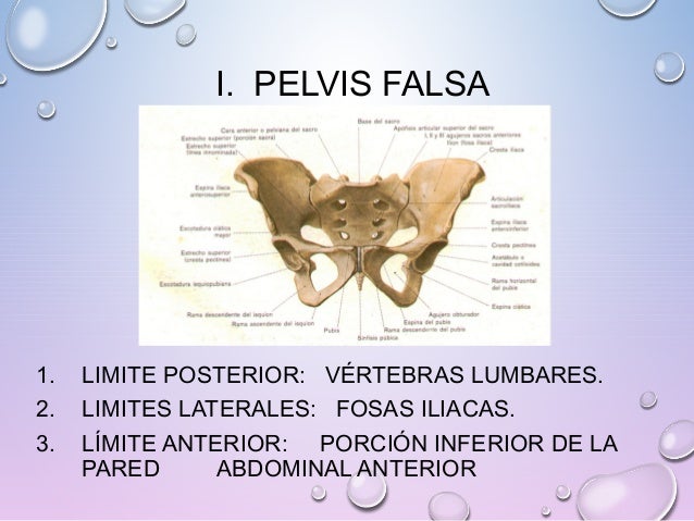 Pelvis osea