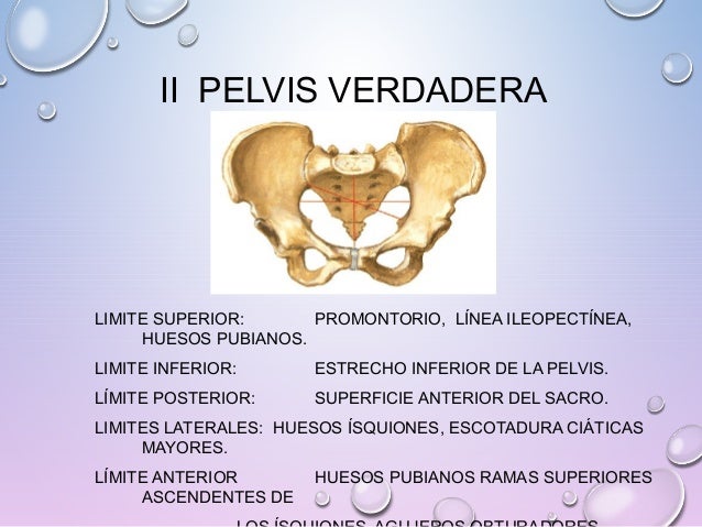 Pelvis osea