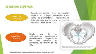 pelvis osea.pptx