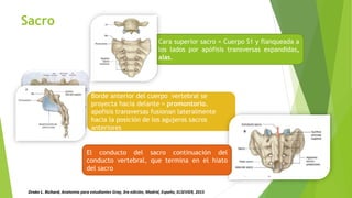 pelvis osea.pptx