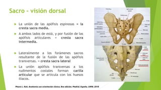 pelvis osea.pptx