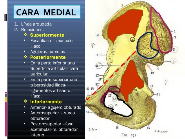 Pelvis osea dra. franco