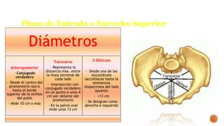 Pelvis osea femenina | PPTX