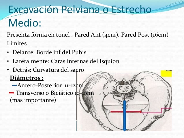 Pelvis osea (genessis)