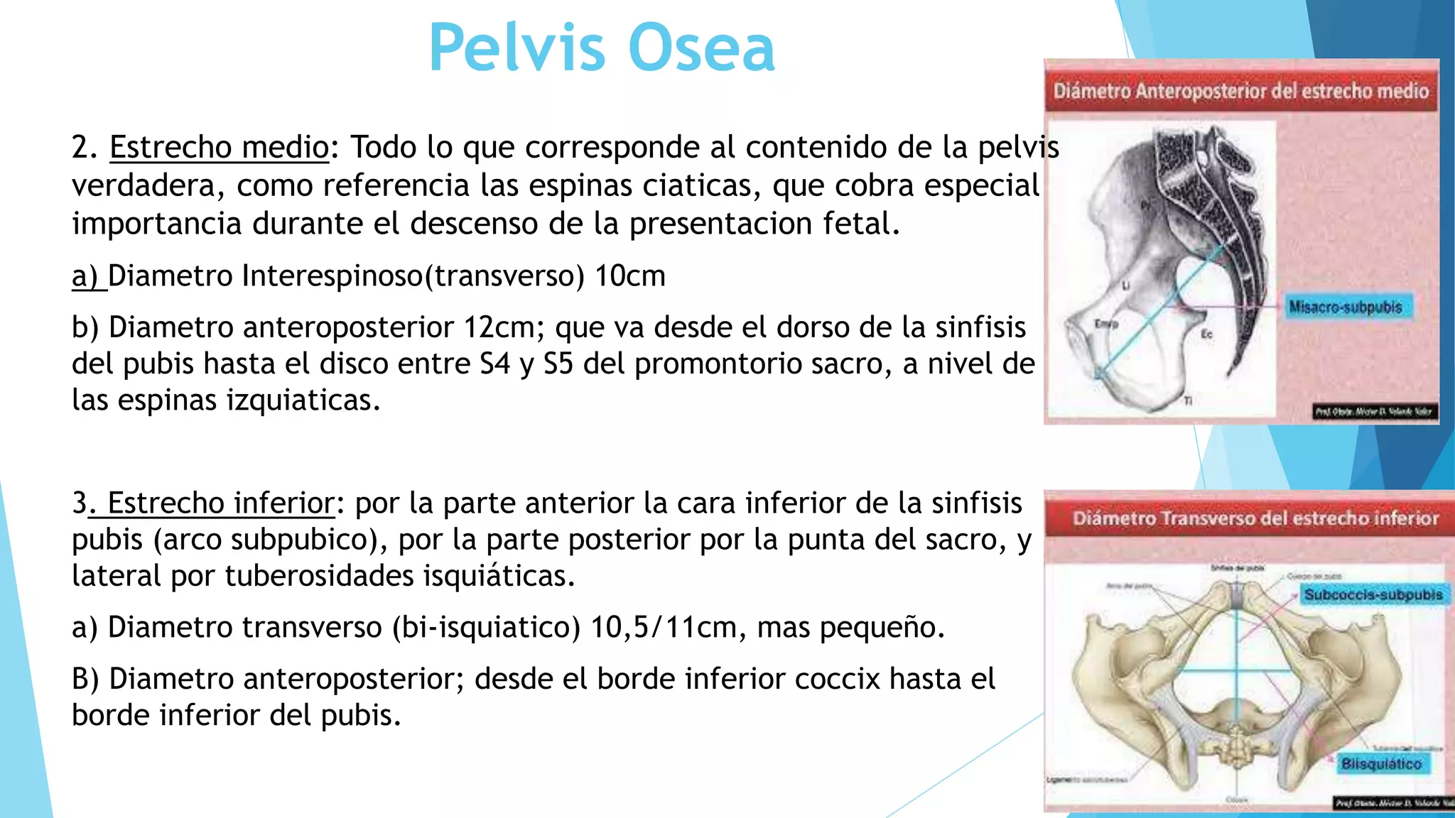 pelvis osea jesus.pptx
