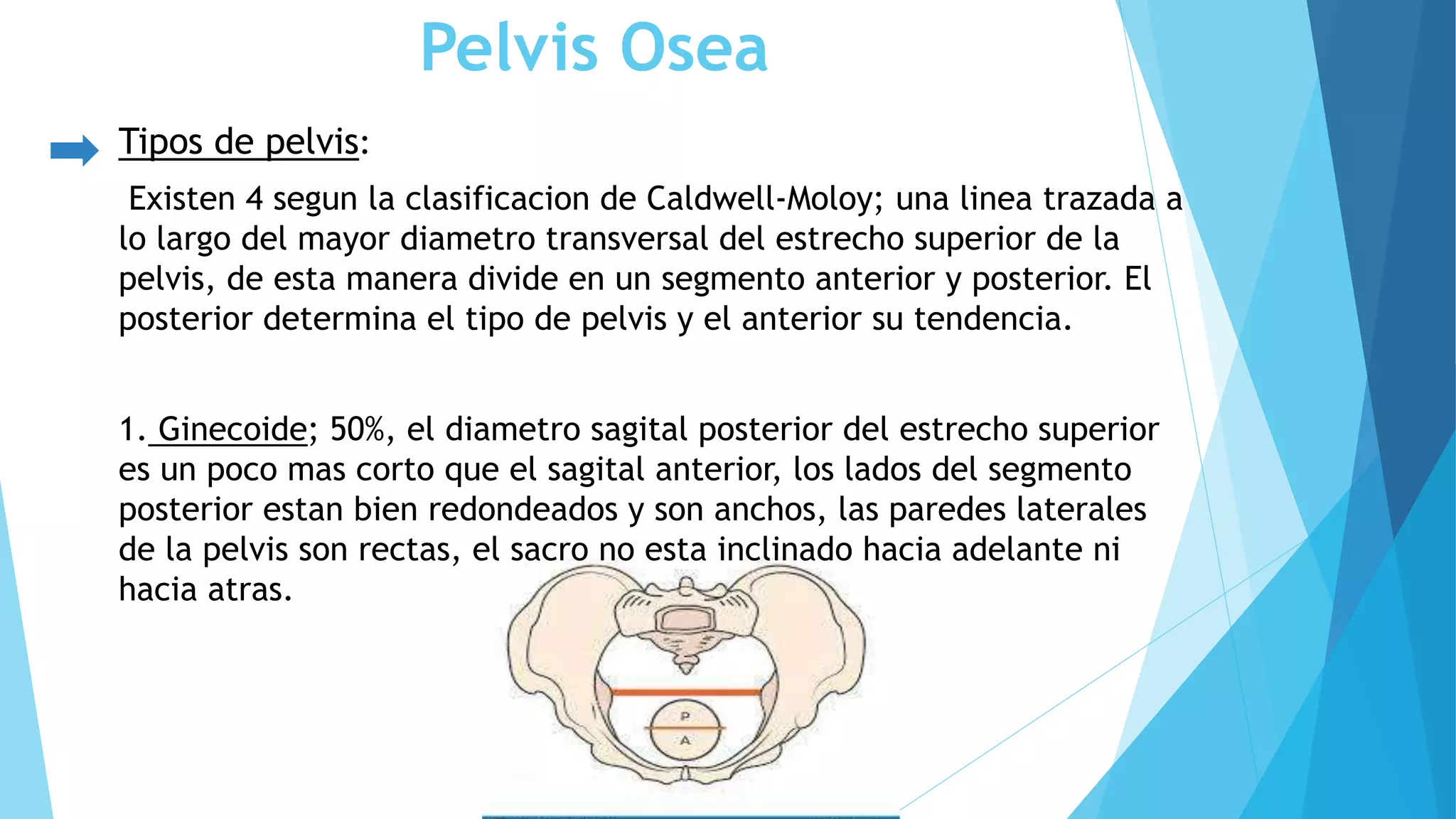 pelvis osea jesus.pptx