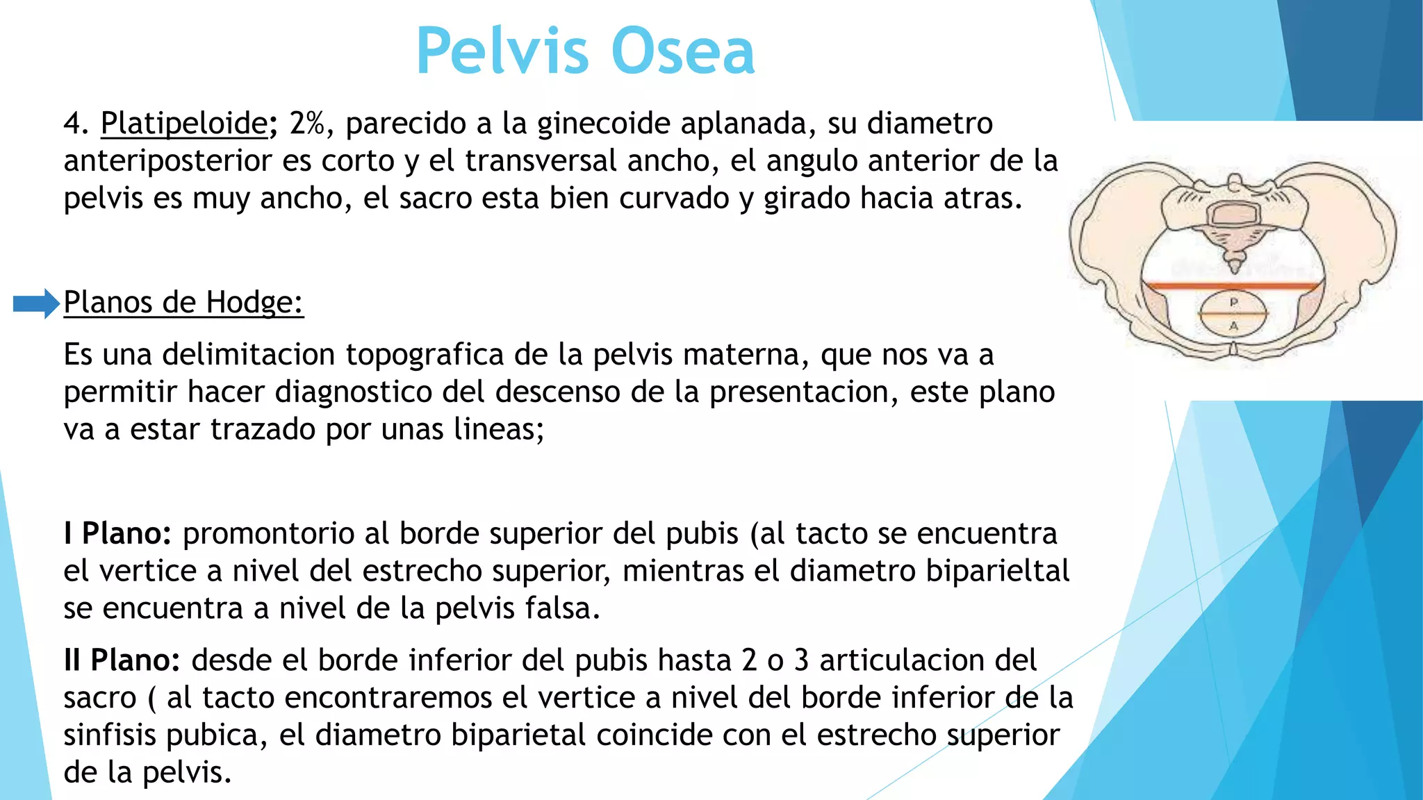 pelvis osea jesus.pptx
