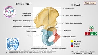 PELVIS OSEA seminario completo de anatomia.pptx