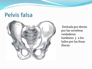 Pelvis osea y cefaloperimetria final | PPTX