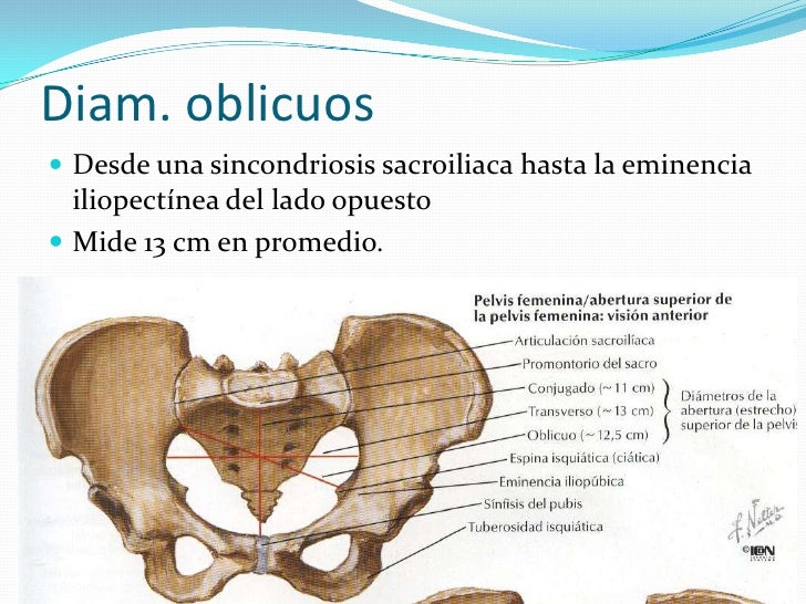Pelvis osea y cefaloperimetria final