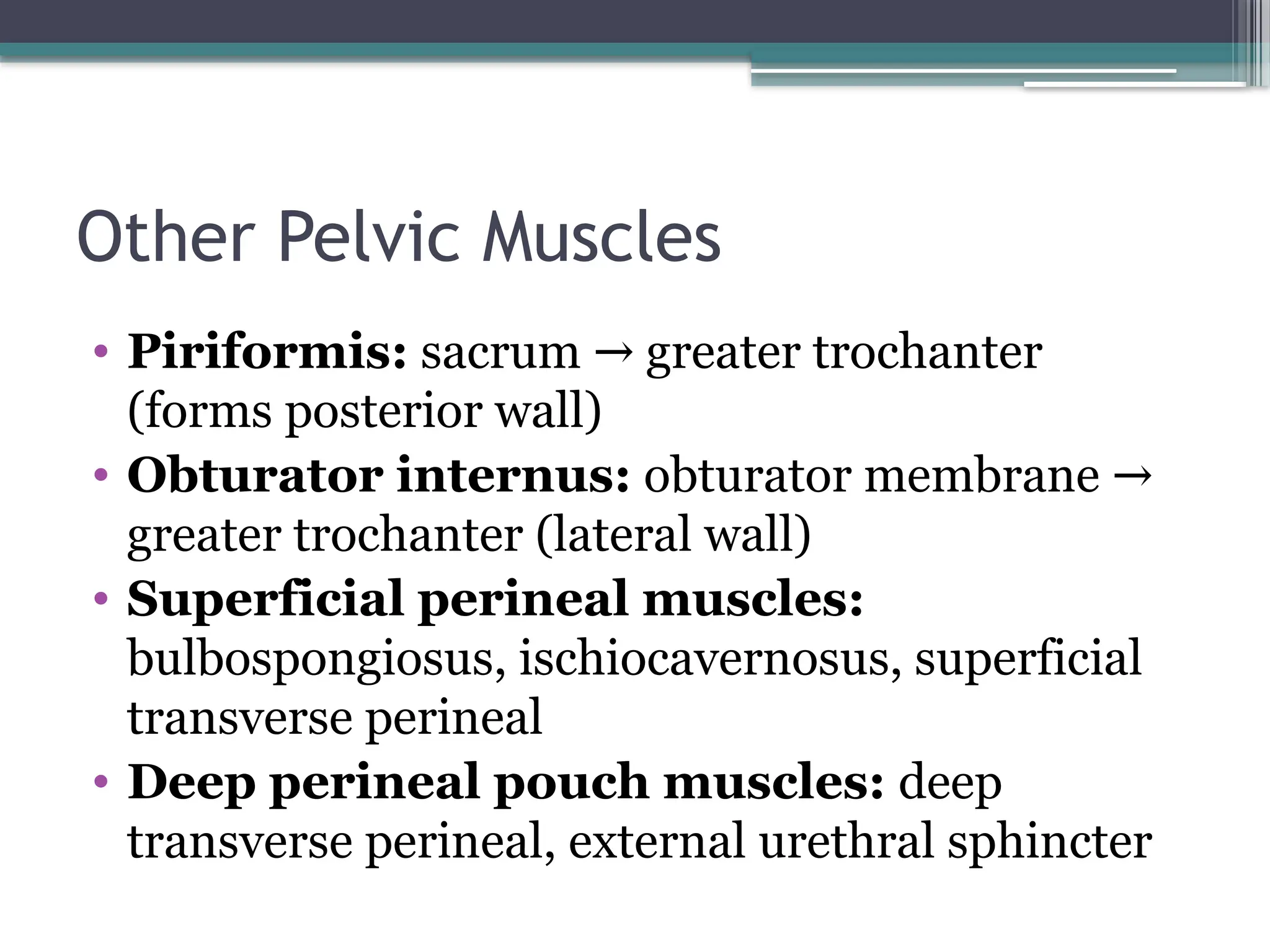 Pelvis, Pelvic Walls, Floor, Sacrum, perineum by Dr.Rumaisa PT | PPTX