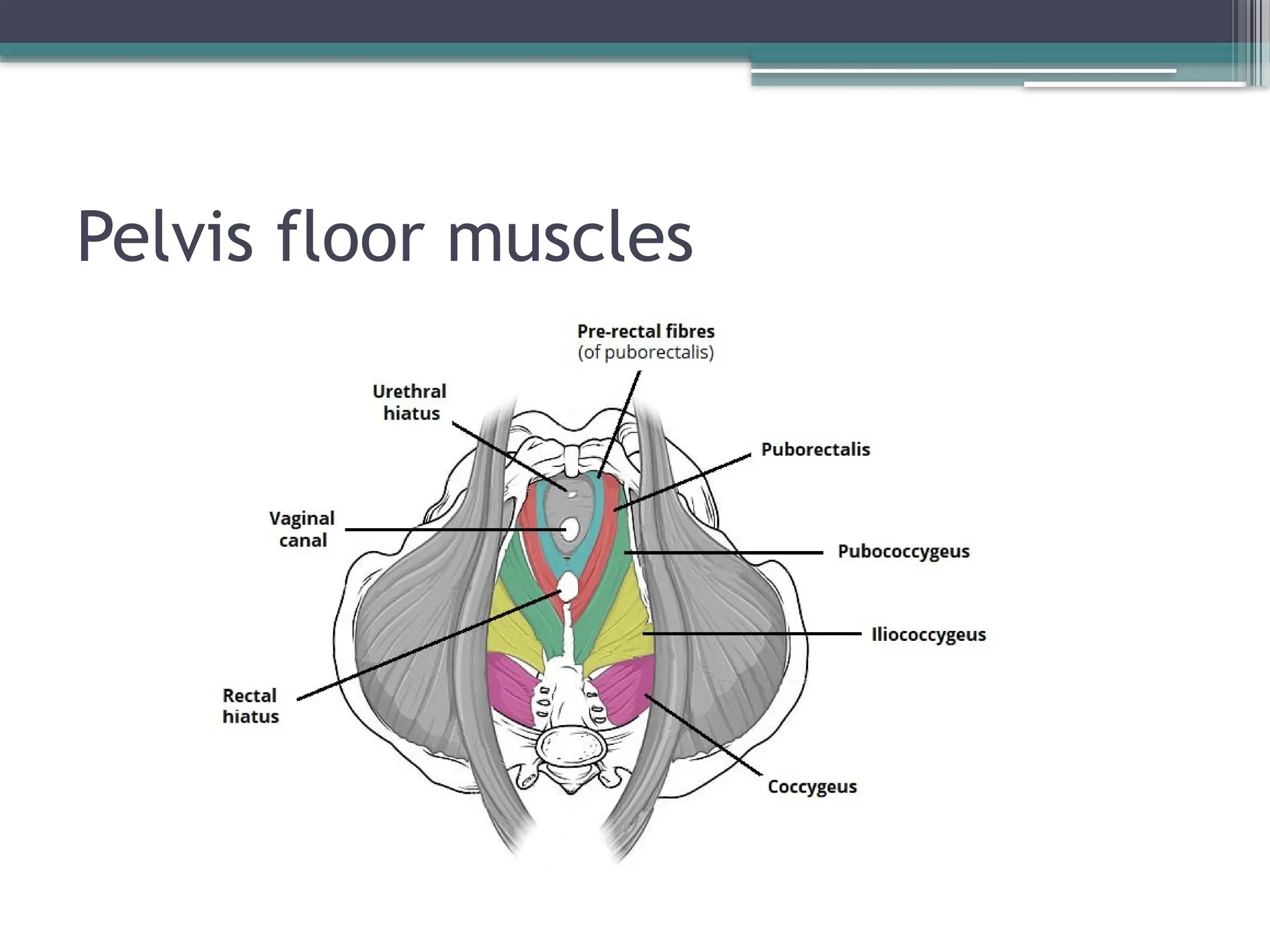 Pelvis, Pelvic Walls, Floor, Sacrum, perineum by Dr.Rumaisa PT | PPTX