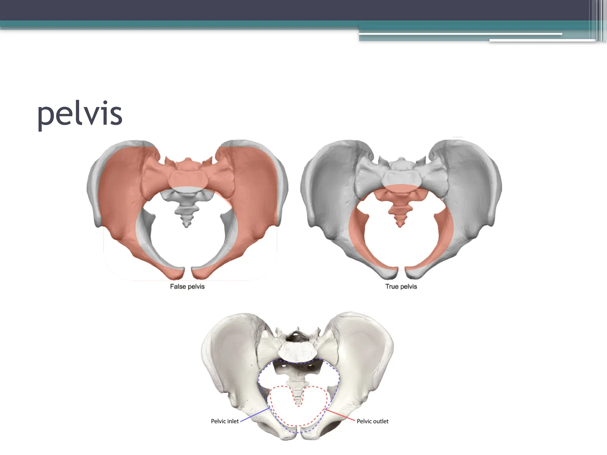 Pelvis, Pelvic Walls, Floor, Sacrum, perineum by Dr.Rumaisa PT | PPTX