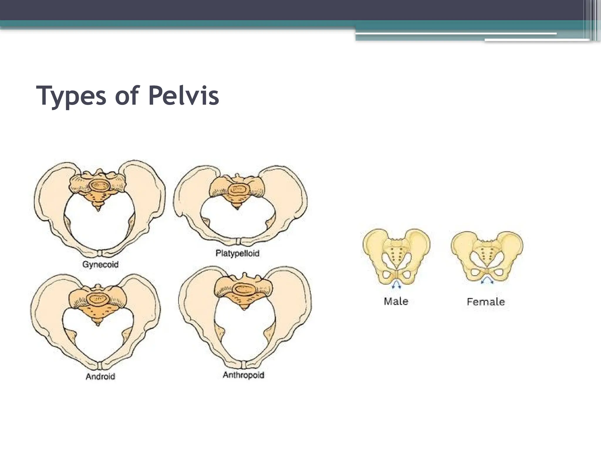 Pelvis, Pelvic Walls, Floor, Sacrum, perineum by Dr.Rumaisa PT | PPTX
