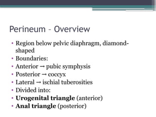 Pelvis, Pelvic Walls, Floor, Sacrum, perineum by Dr.Rumaisa PT | PPTX