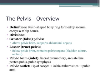 Pelvis, Pelvic Walls, Floor, Sacrum, perineum by Dr.Rumaisa PT | PPTX