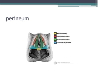 Pelvis, Pelvic Walls, Floor, Sacrum, perineum by Dr.Rumaisa PT | PPTX