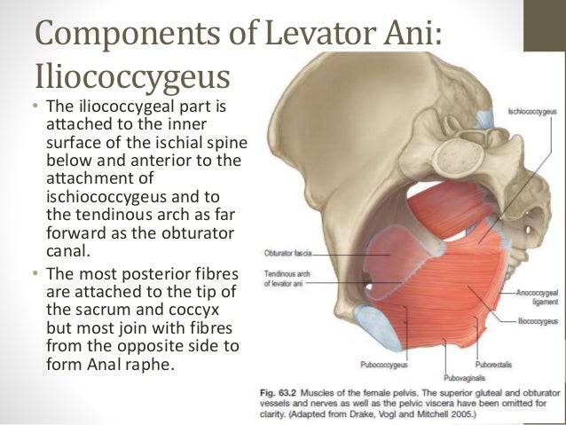 Pelvic Diaphragm