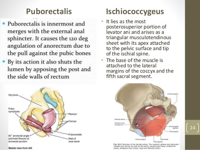 Pelvic Diaphragm