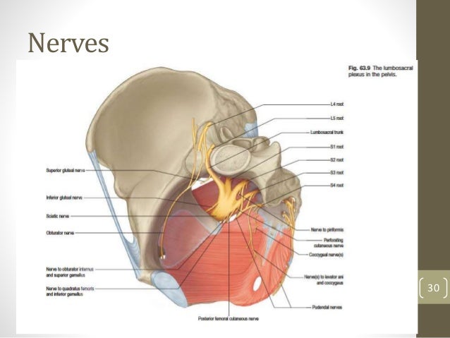 Pelvic Diaphragm