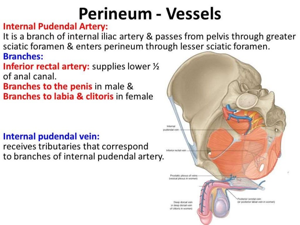 Pelvic Diaphragm
