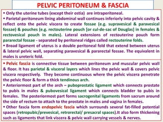 Gross anatomy notes of the PELVIS & PERINEUM | PDF