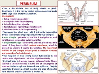 Gross anatomy notes of the PELVIS & PERINEUM | PDF