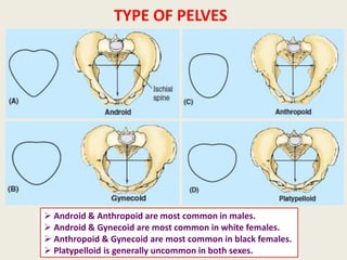 Gross anatomy notes of the PELVIS & PERINEUM | PDF