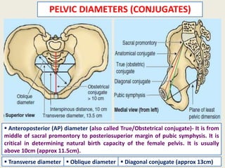 Gross anatomy notes of the PELVIS & PERINEUM | PDF