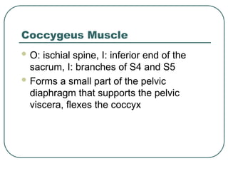 Pelvis Perineum . presentation for physiotherapy student | PPT