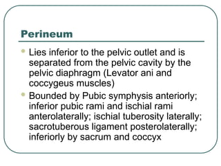 Pelvis Perineum . presentation for physiotherapy student | PPT