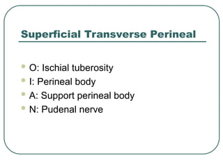 Pelvis Perineum . presentation for physiotherapy student | PPT