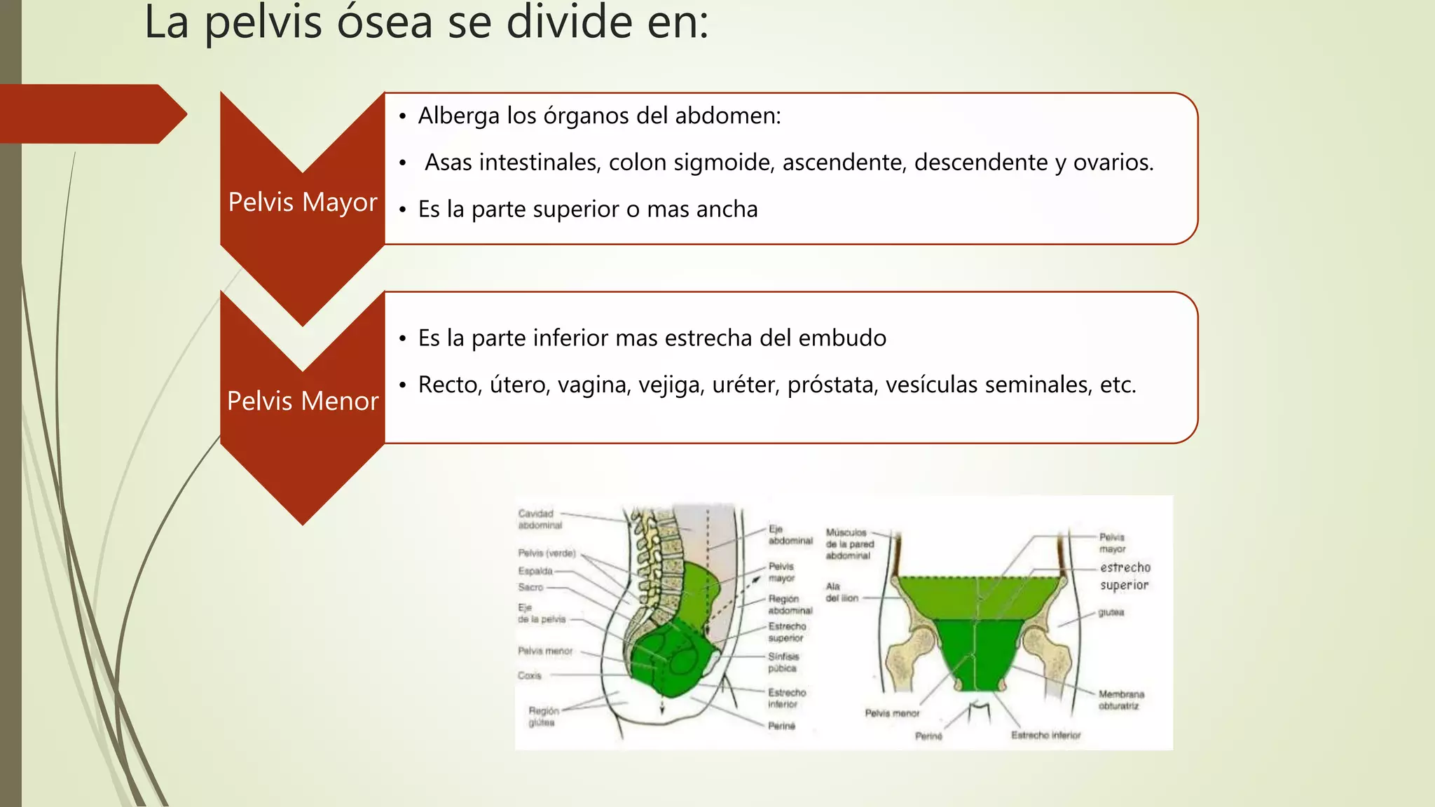 Pelvis, plexo lumbar y lumbo sacro | PPTX