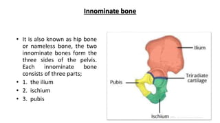 Pelvis slideshare | PPTX