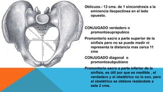Pelvis ósea | PPTX