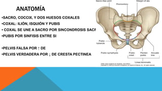Pelvis ósea | PPTX