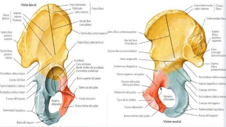 Pelvis ósea