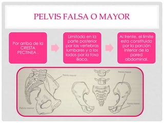 Pelvis ósea | PPTX