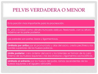 Pelvis ósea | PPTX