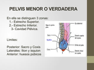 PELVIS ÓSEA y su importancia jonathan R1.pptx