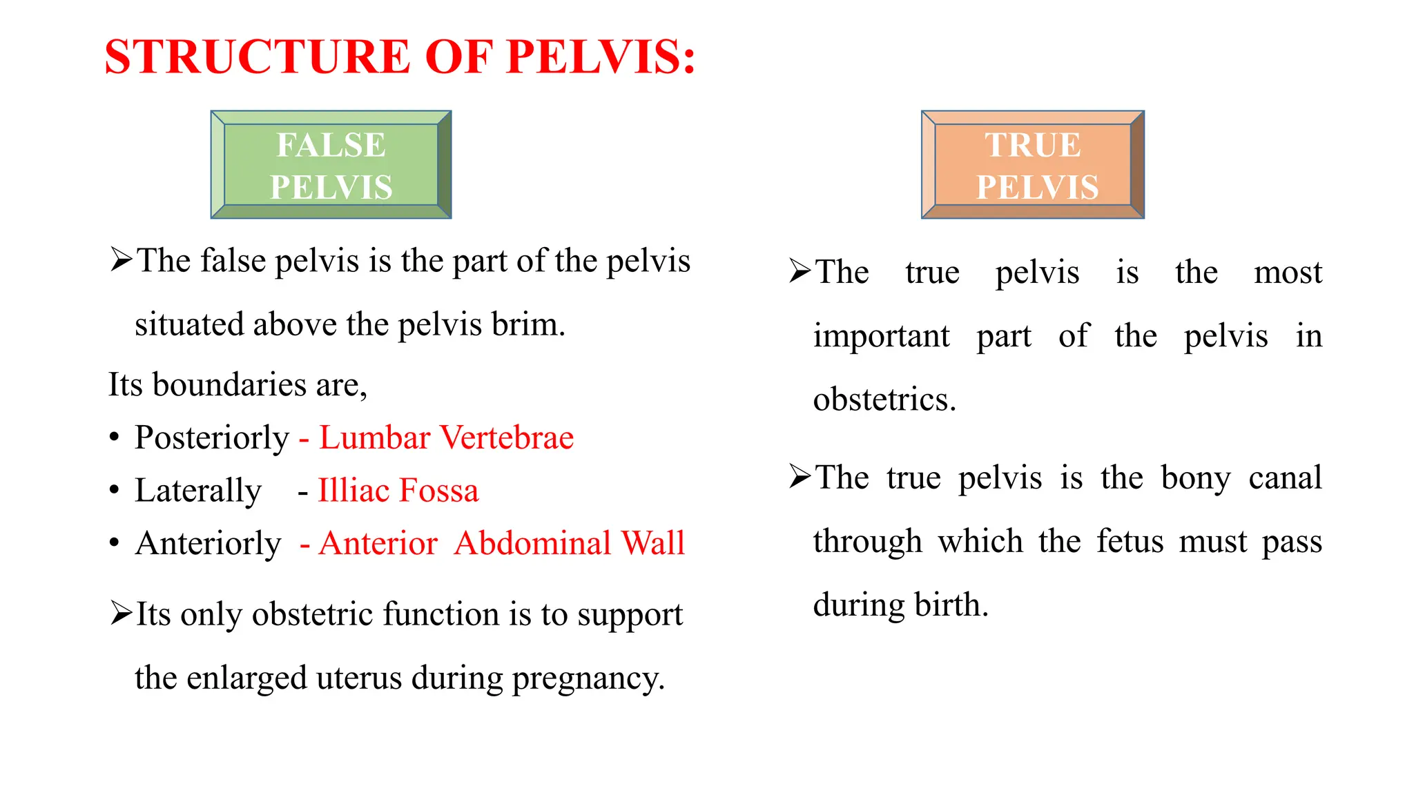 Anatomy of the pelvis- obstetrics and gynaecology | PPTX