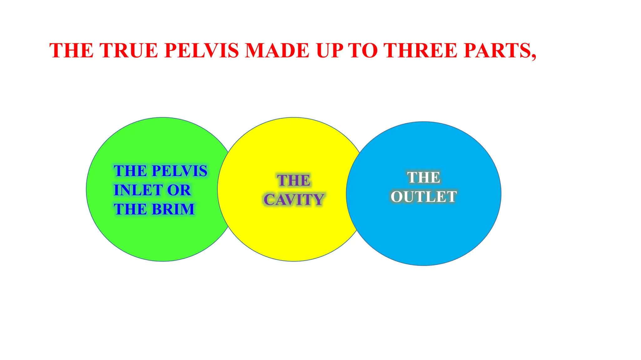 Anatomy of the pelvis- obstetrics and gynaecology | PPTX