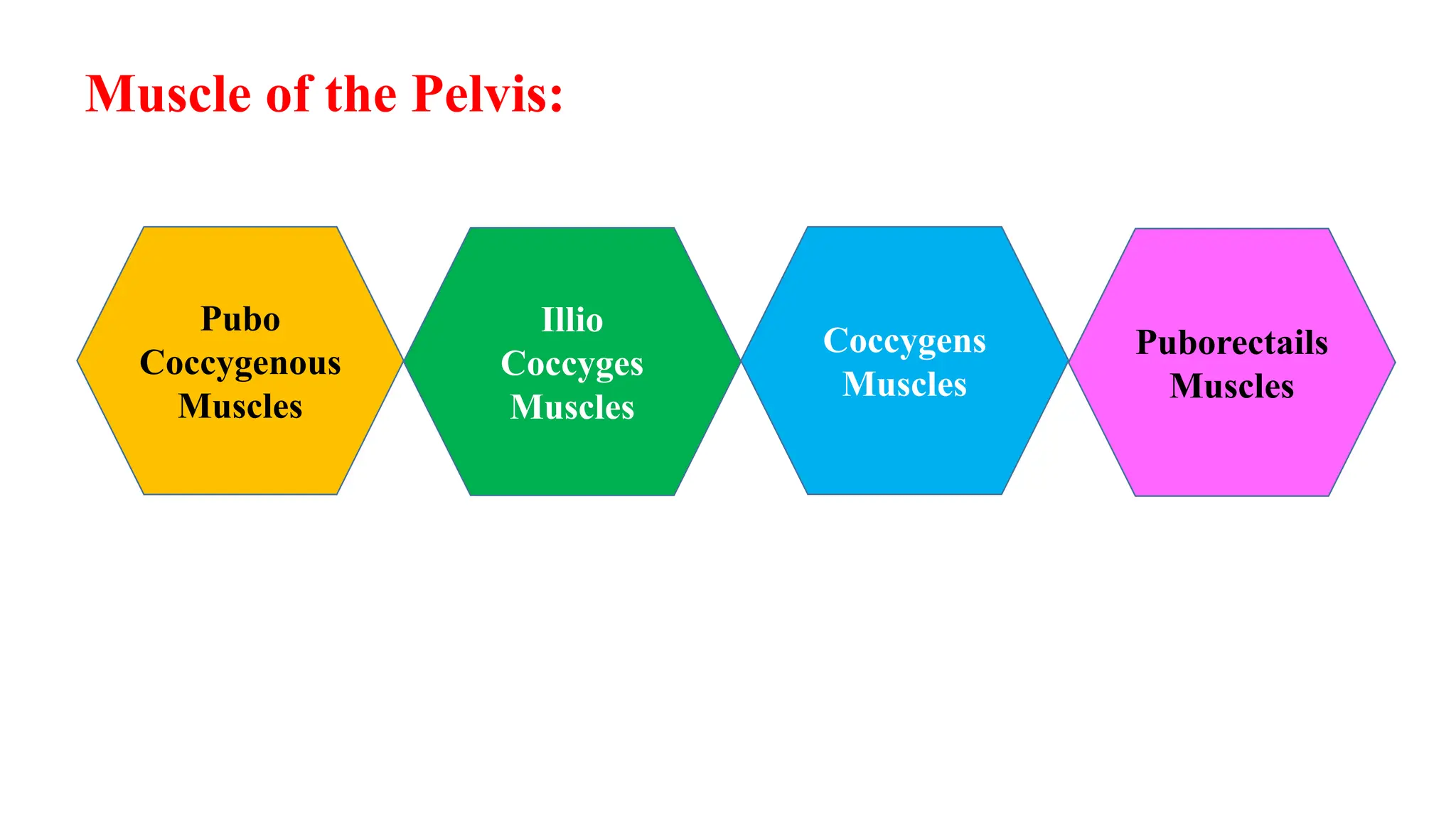 Anatomy of the pelvis- obstetrics and gynaecology | PPTX