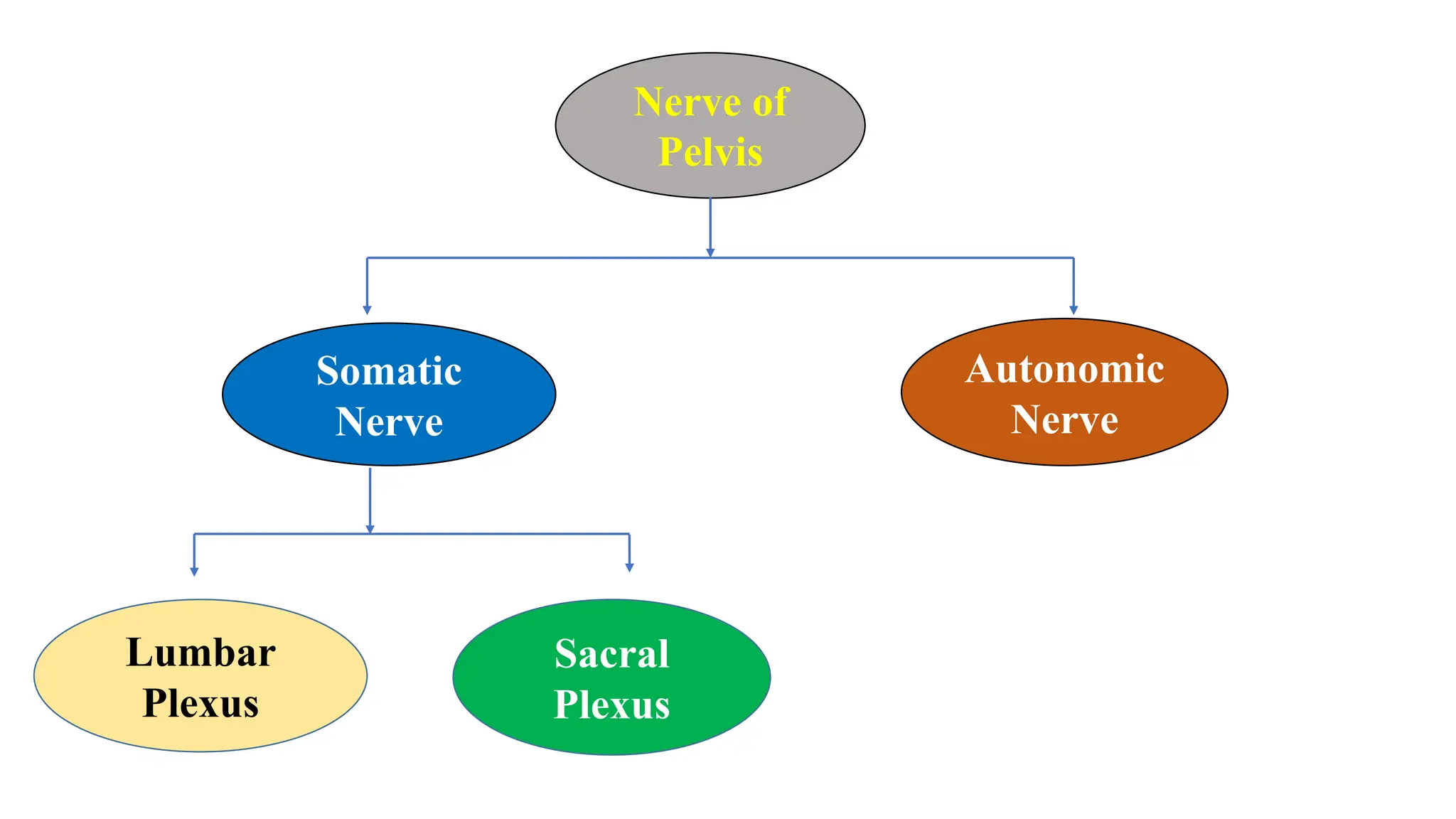 Anatomy of the pelvis- obstetrics and gynaecology | PPTX