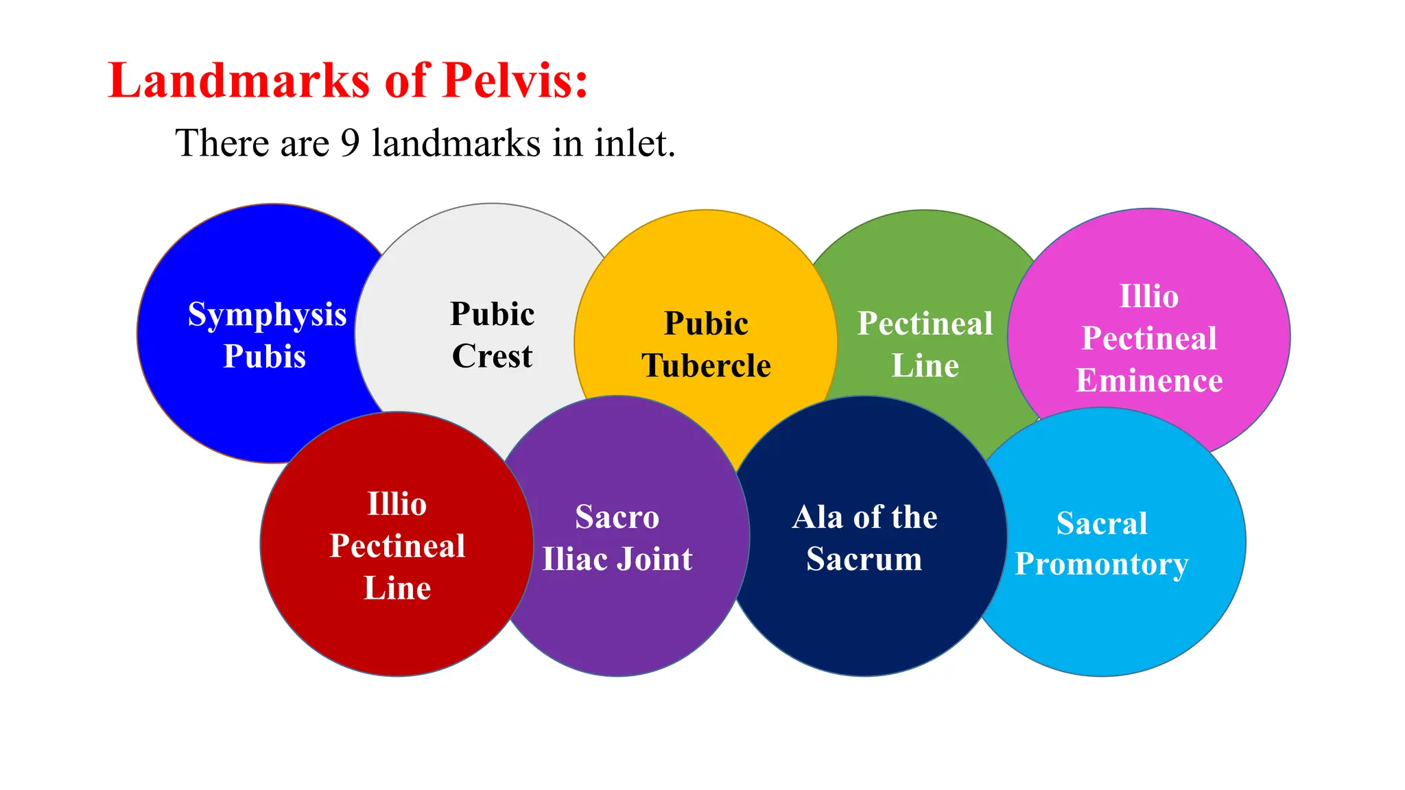 Anatomy of the pelvis- obstetrics and gynaecology | PPTX