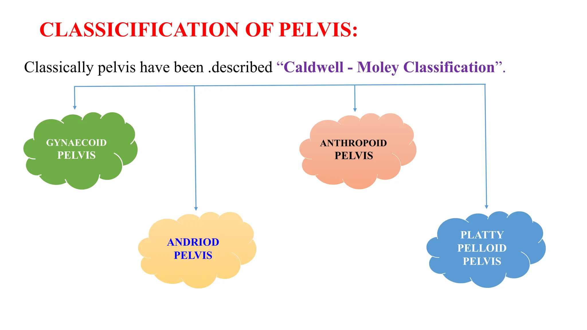 Anatomy of the pelvis- obstetrics and gynaecology | PPTX