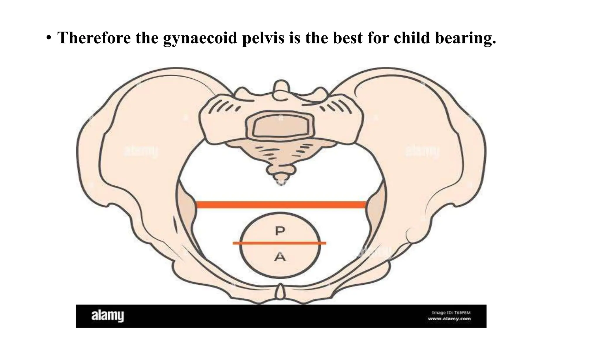 Anatomy of the pelvis- obstetrics and gynaecology | PPTX