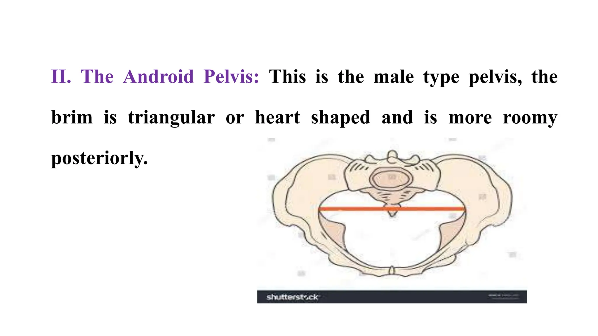Anatomy of the pelvis- obstetrics and gynaecology | PPTX | Pregnancy ...