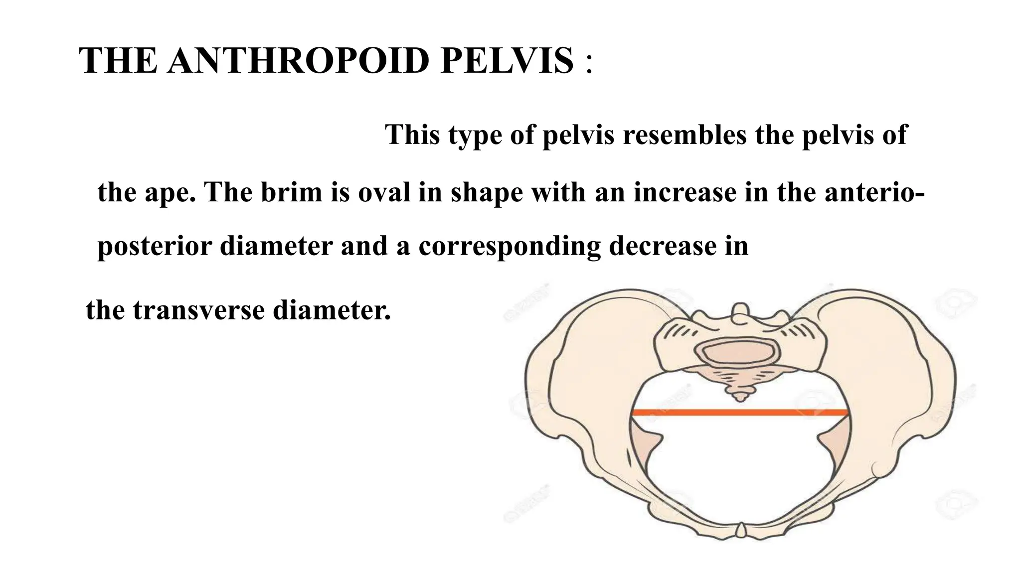 Anatomy of the pelvis- obstetrics and gynaecology | PPTX