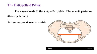 Anatomy of the pelvis- obstetrics and gynaecology | PPTX